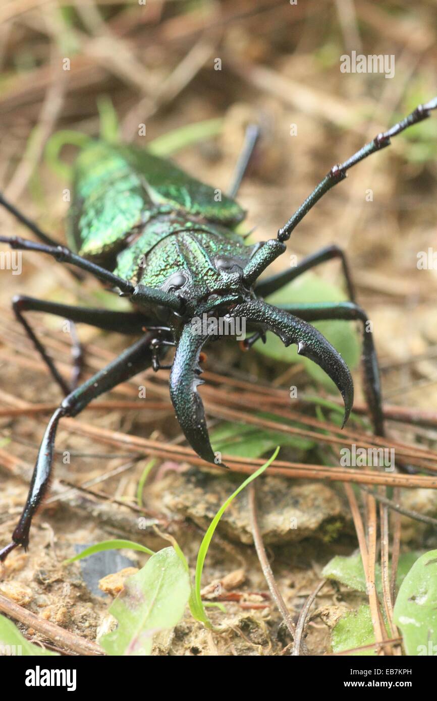 American longhorn close up hi-res stock photography and images - Alamy
