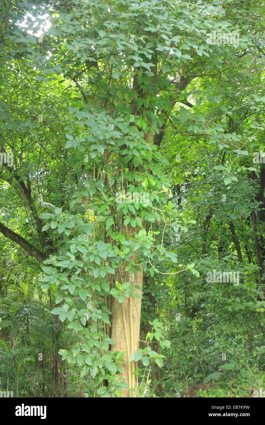 Botanical garden caracas hi-res stock photography and images - Alamy