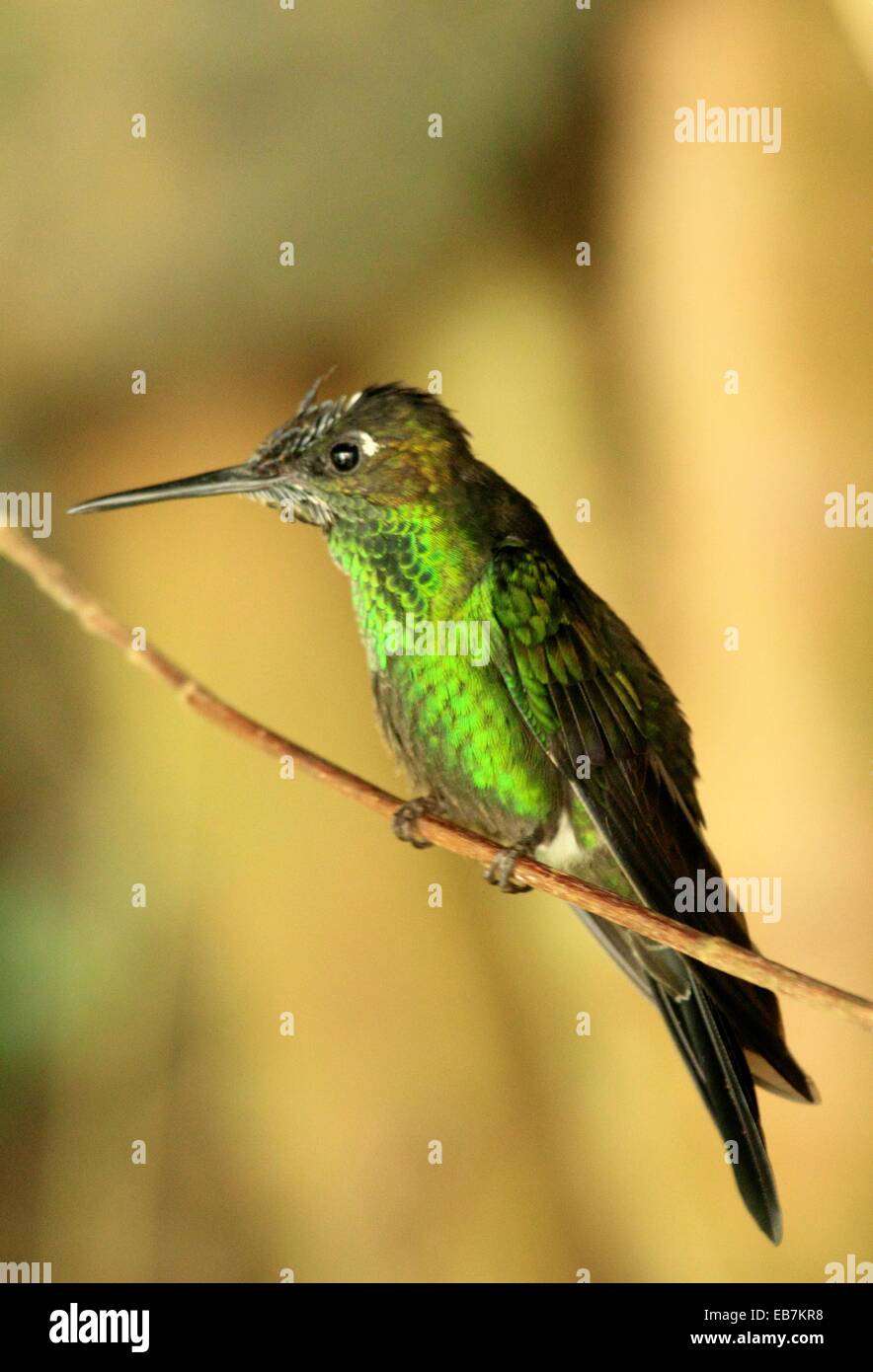 Hummingbird flower power hi-res stock photography and images - Alamy