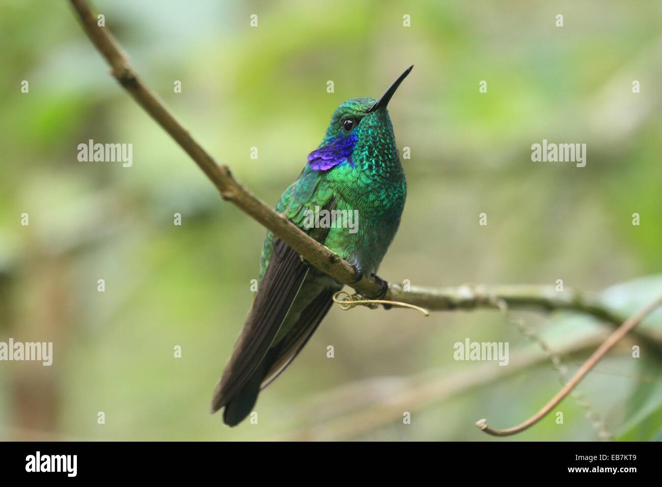 Green Violetear hummingbird, San Eusebio Cloud Forest, Merida ...