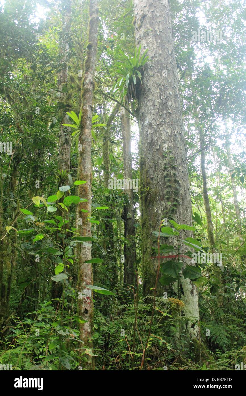 Retrophyllum rospigliosii hi-res stock photography and images - Alamy