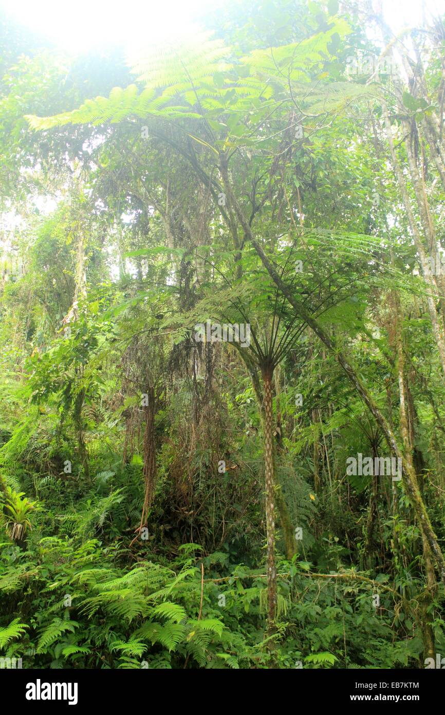 San Eusebio Cloud Forest Merida Venezuela Stock Photo - Alamy