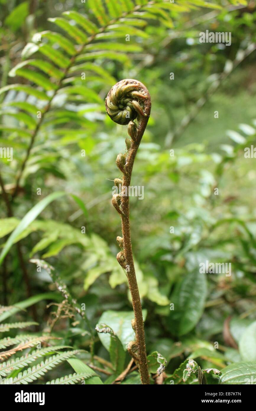 Fern San Eusebio Cloud Forest Merida Venezuela Stock Photo - Alamy