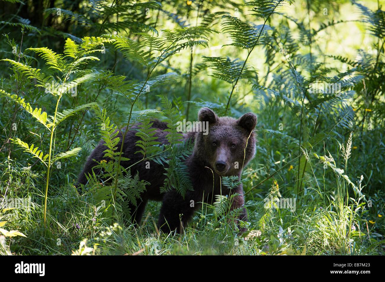 Deciduous Forest Bears