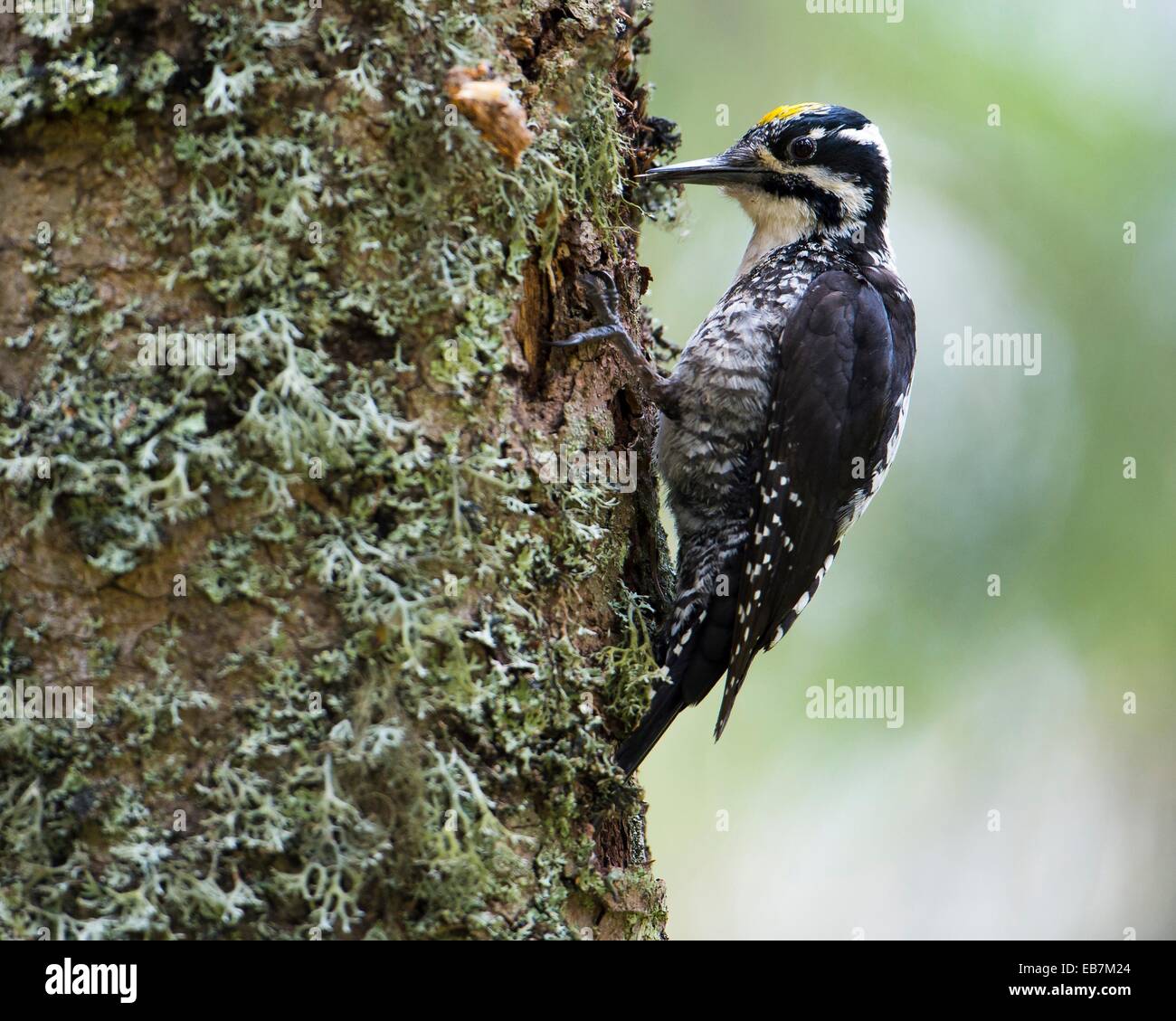 Eurasian three toed woodpecker picoides tridactylus hi-res stock ...