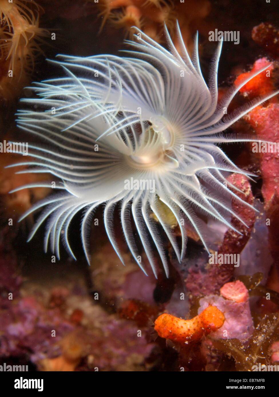 Protula Tubularia High Resolution Stock Photography and Images - Alamy