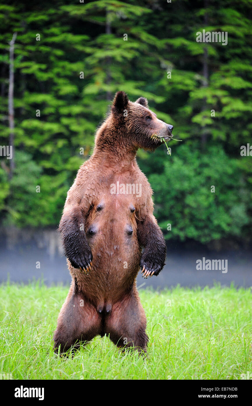 Standing up bear hi-res stock photography and images - Alamy