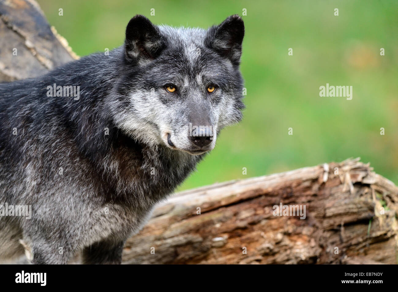 Timberwolf head hi-res stock photography and images - Alamy