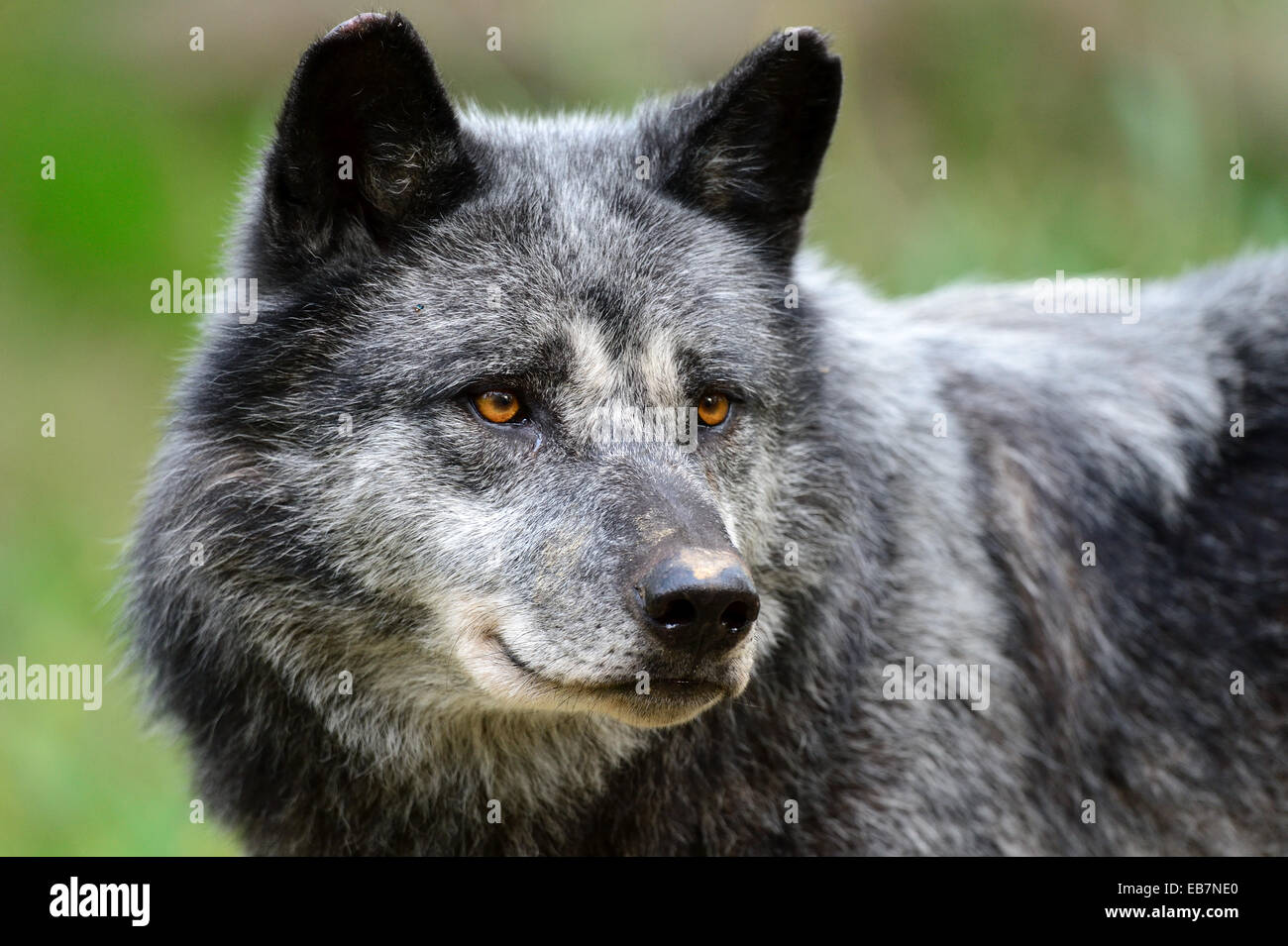 Black Wolf Portrait High Resolution Stock Photography and Images - Alamy