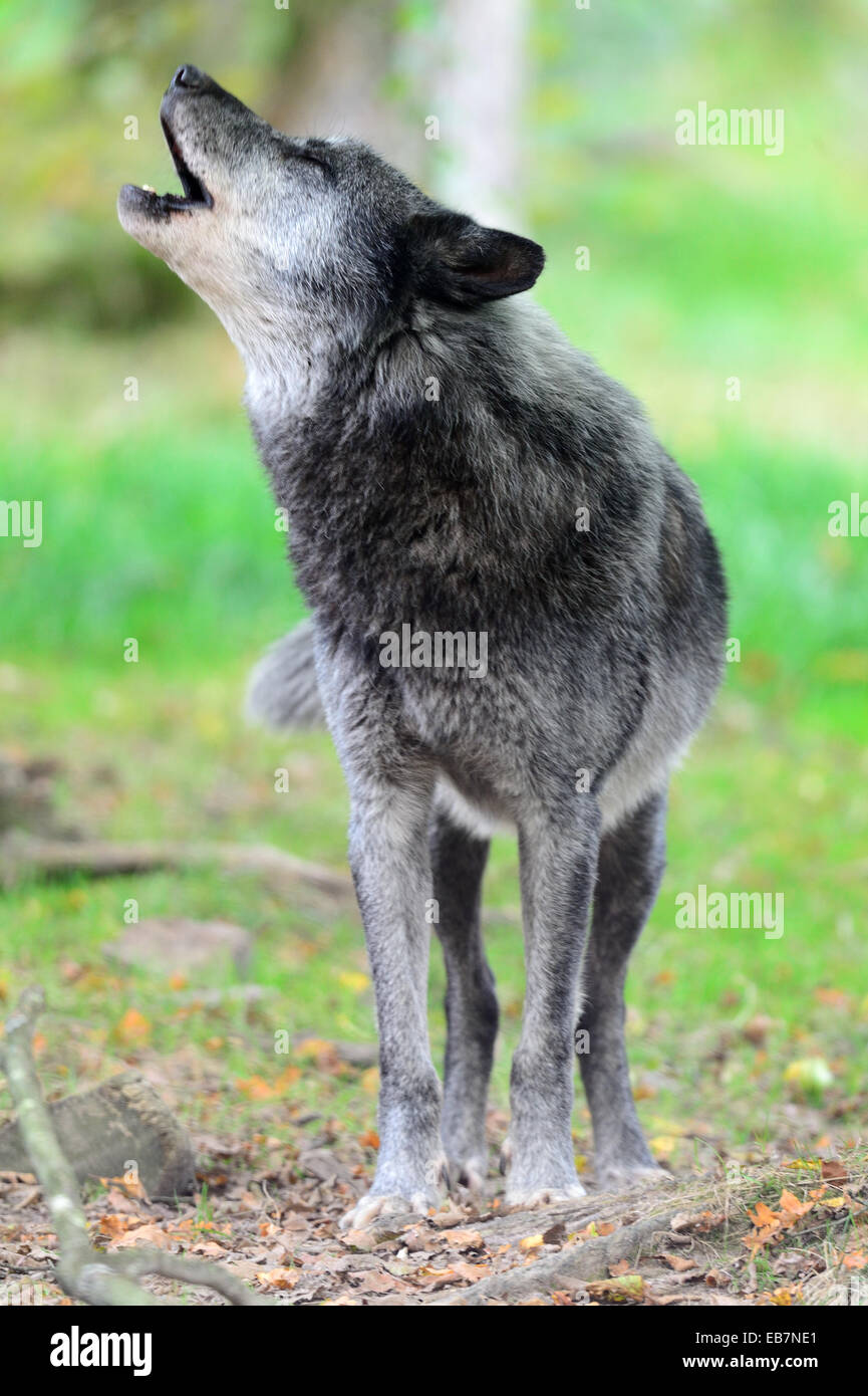 Howling hi-res stock photography and images - Alamy