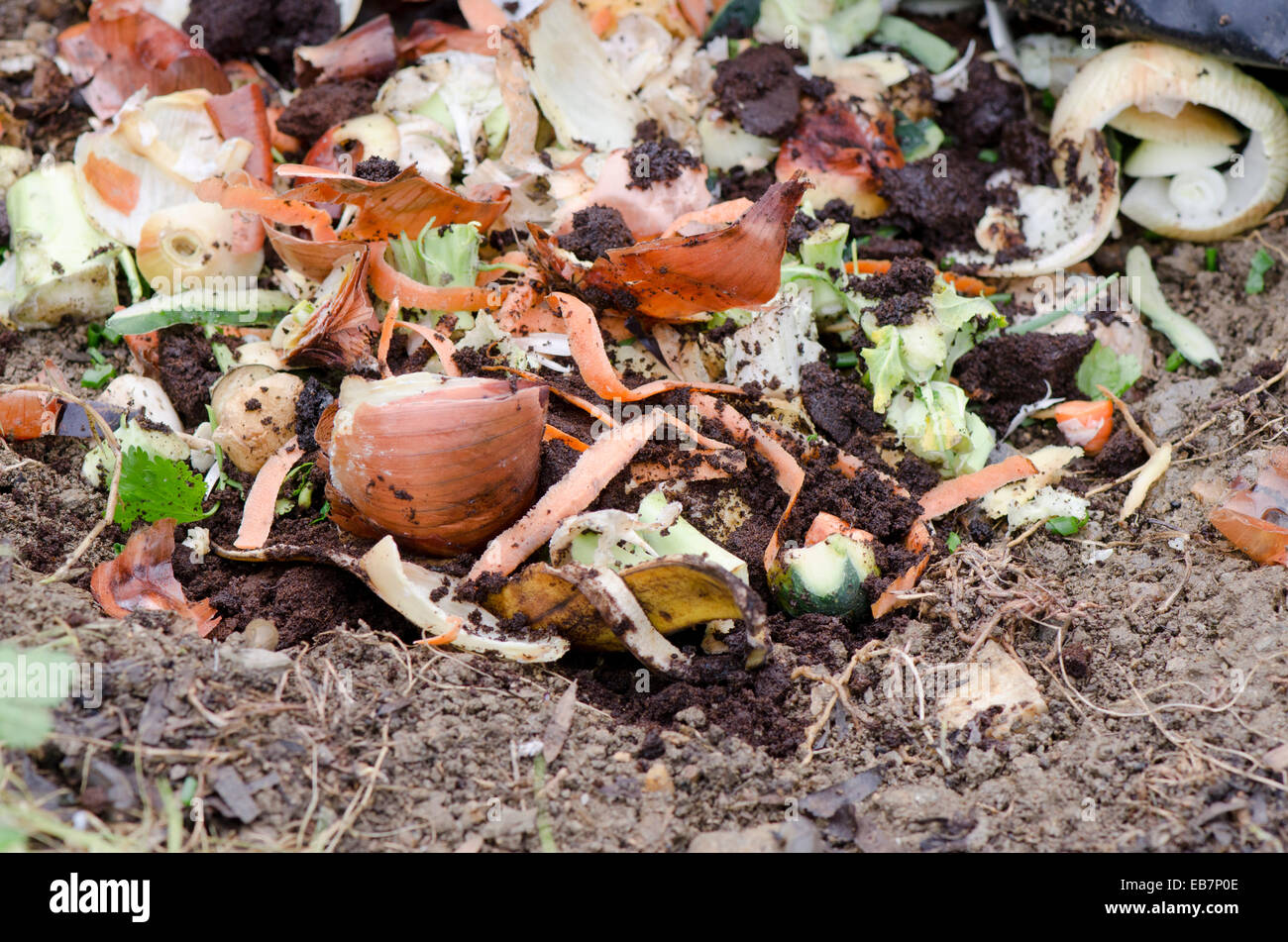 Composting pile of rotting kitchen fruits and vegetable scraps in the ...