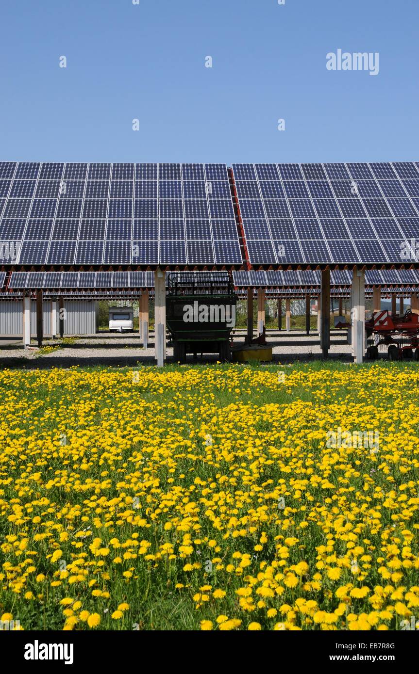 Solar power plant on a yellow dandelion meadow Stock Photo - Alamy