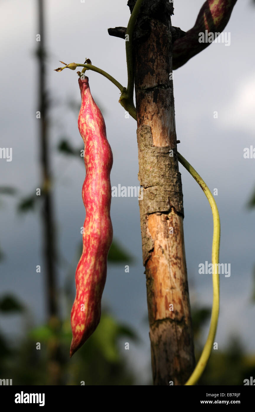 Harvest maturity hi-res stock photography and images - Alamy