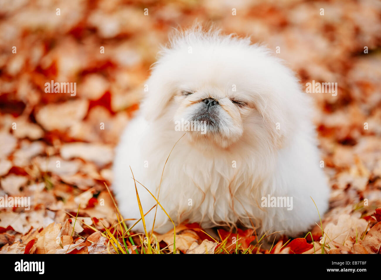 White Chubby Pekingese