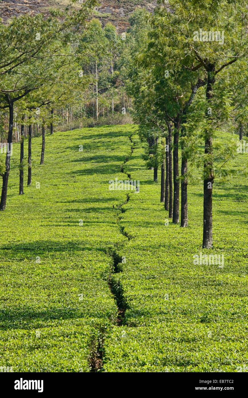 The beautiful tea plantations of Munnar, a hill station in Kerala ...