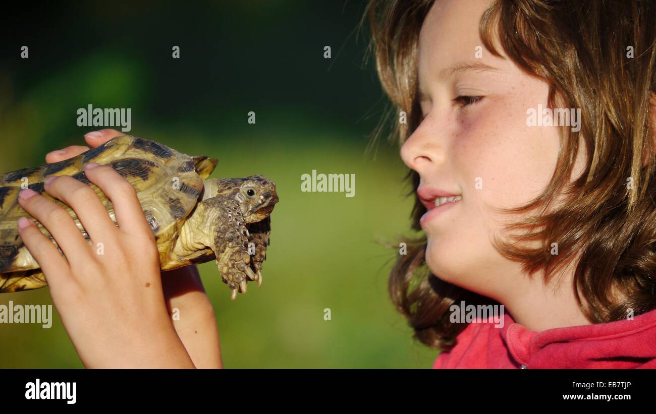 Central asian tortoise testudo horsfieldii hi-res stock photography and ...