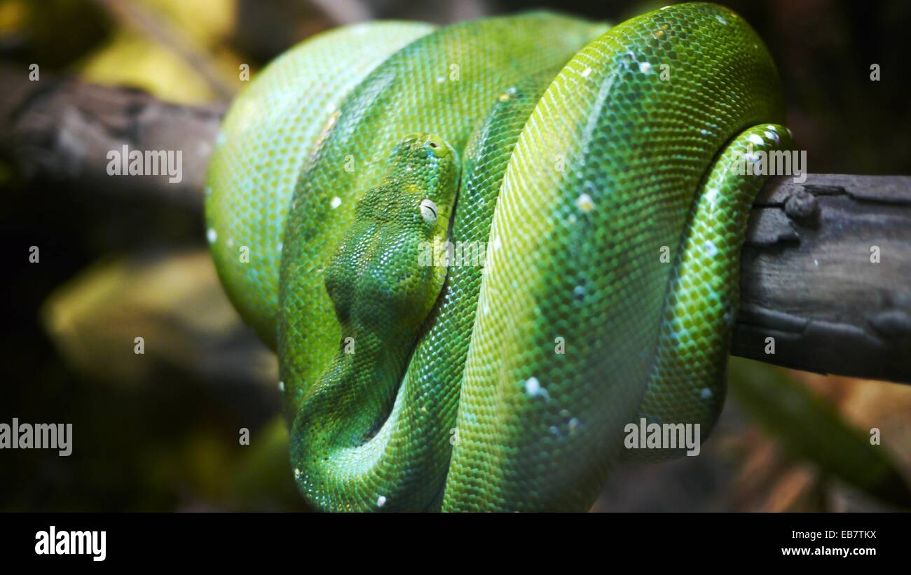 Pythoninae hi-res stock photography and images - Alamy