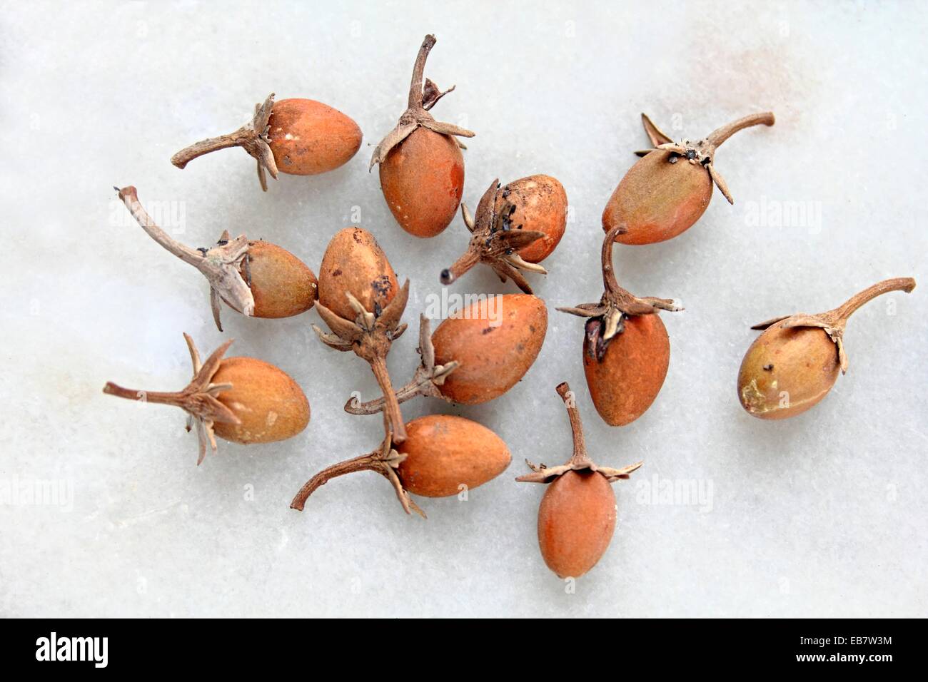 Mimusops hi-res stock photography and images - Alamy
