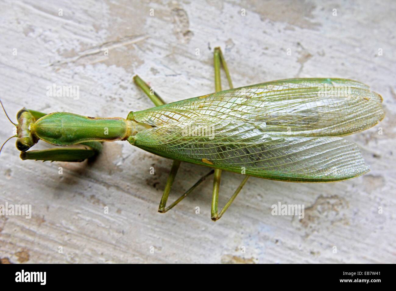 Australian Green Mantis High Resolution Stock Photography and Images ...