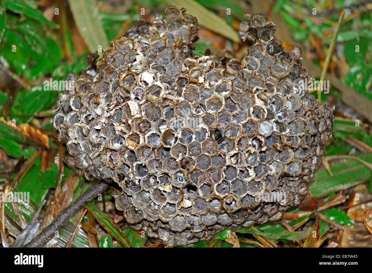 Comb of Apis Florea, Honeybee, India Stock Photo - Alamy