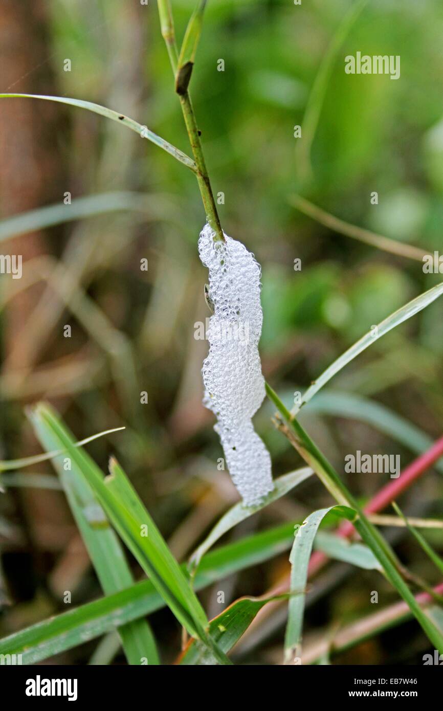 Cocoon Of Froghopper, Spittlebug Larvae, Cuckoo Spit Stock Photo - Alamy