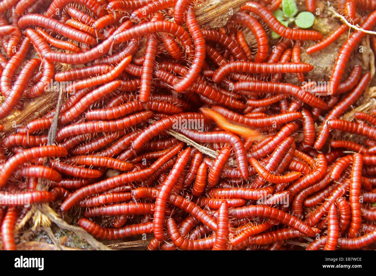 Millipede group hi-res stock photography and images - Alamy