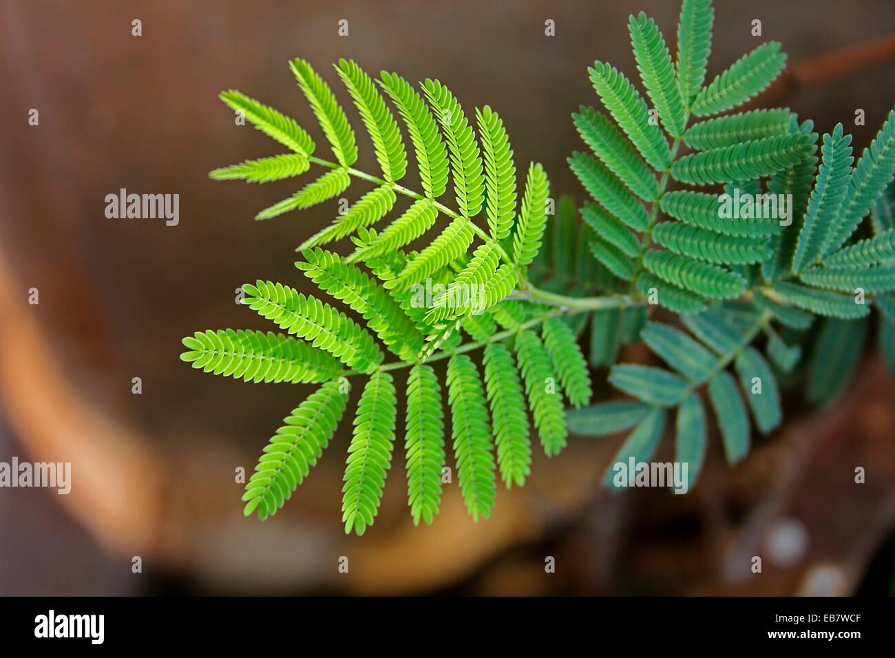 Prosopis cineraria hi-res stock photography and images - Alamy