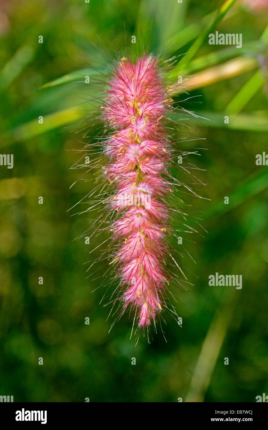 African fountain grass hi-res stock photography and images - Alamy