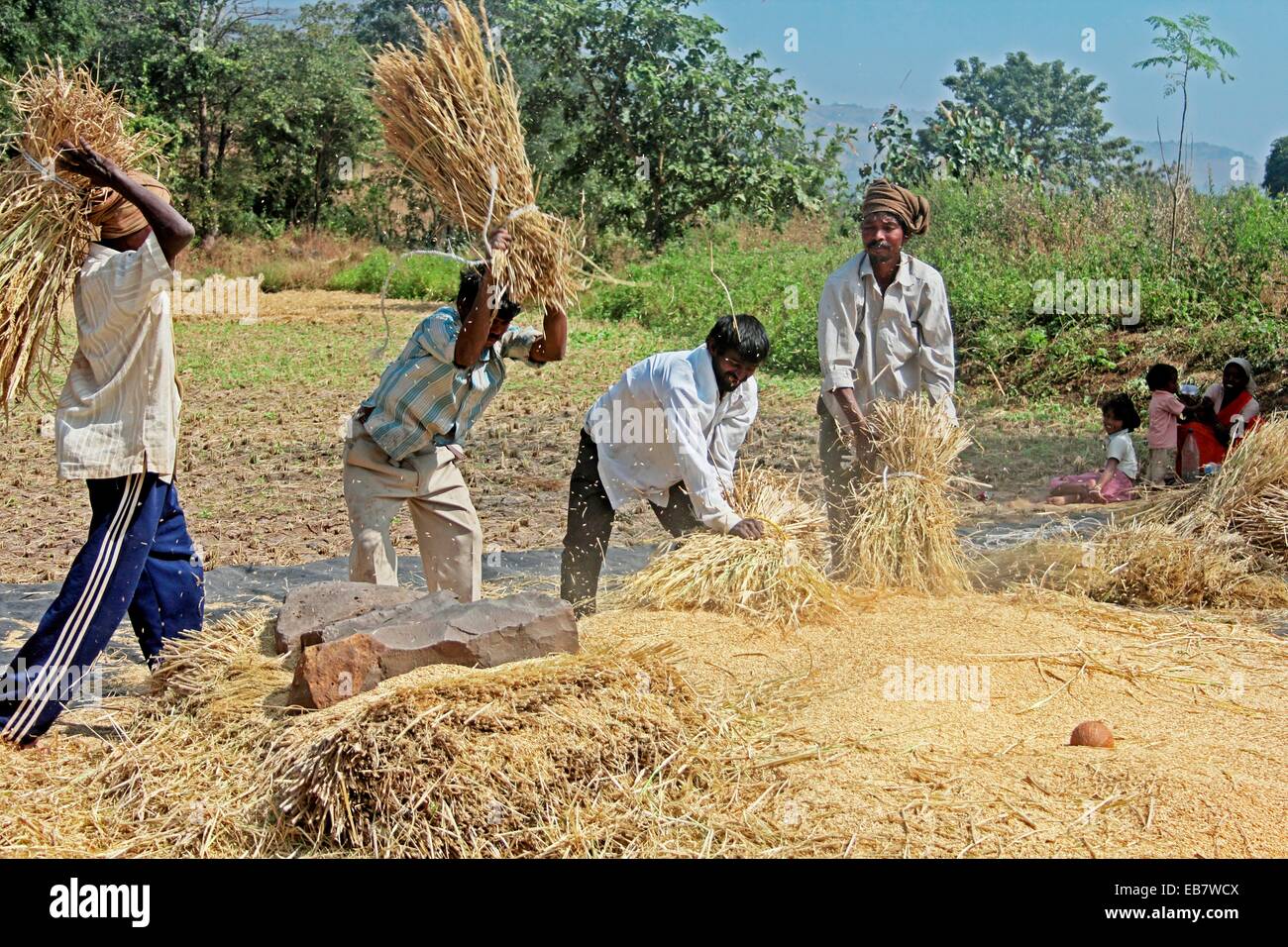 Harvesting paddy,Paddy Processing after Taken from Field, Threshing ... Harvesting paddy,Paddy Processing after Taken from Field, Threshing ...
