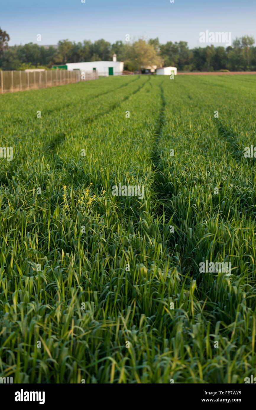 forefront of green crop cereals with white house background ...