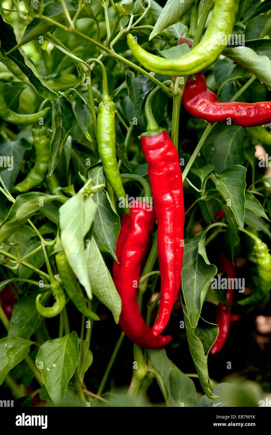 Red capsicum plant hi-res stock photography and images - Alamy