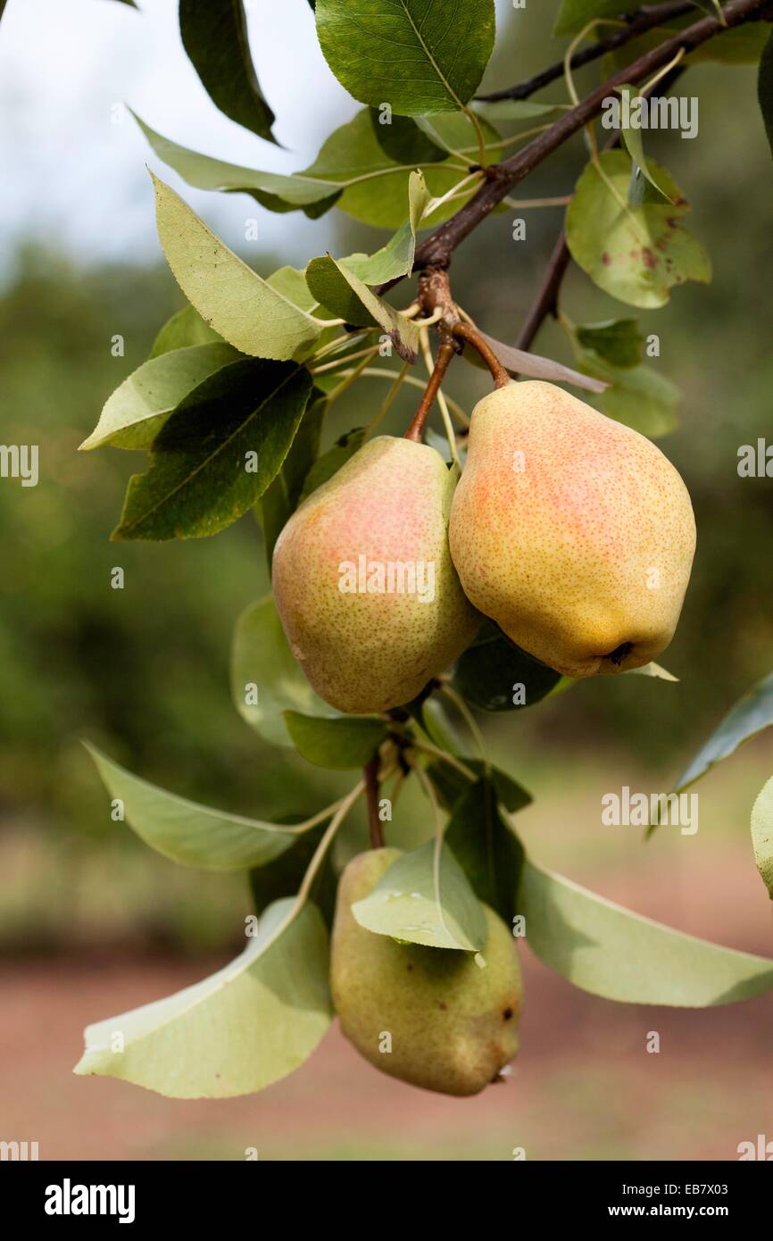 detail of deciduous tree branch Aragon Peral Family Rosaceae, Pyrus ...