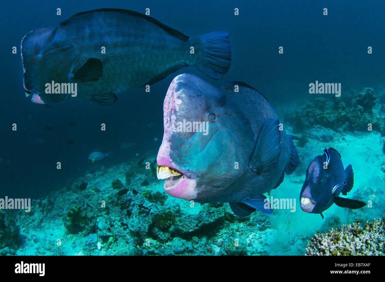 Bump head parrotfish hi-res stock photography and images - Alamy