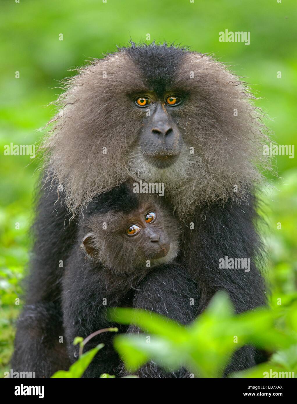 Macaca silenus , Lion-tailed Macaque Stock Photo - Alamy