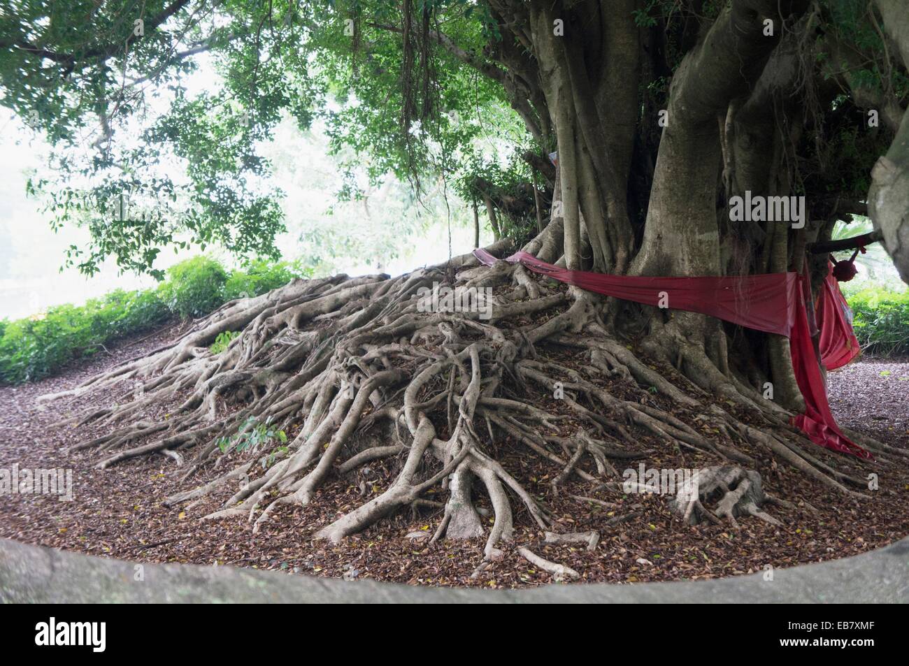Taiwan Banyan High Resolution Stock Photography and Images - Alamy