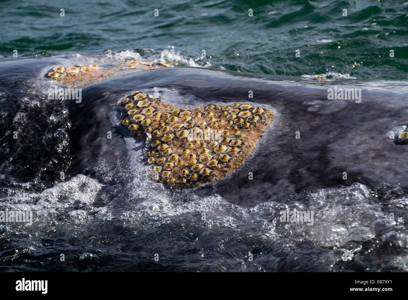 Barnacles whale skin hi-res stock photography and images - Alamy