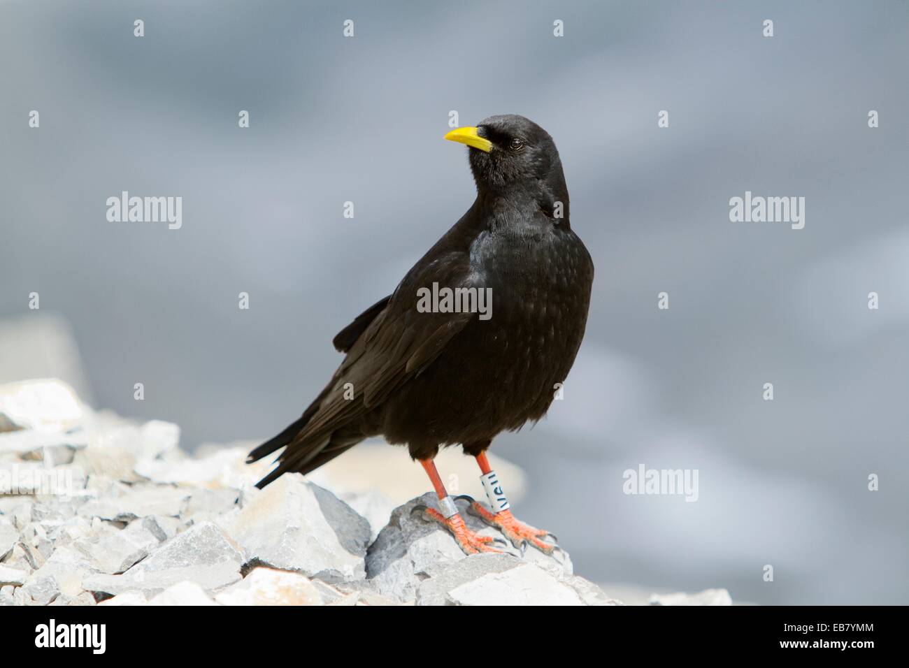 Chough in picos de europa hi-res stock photography and images - Alamy