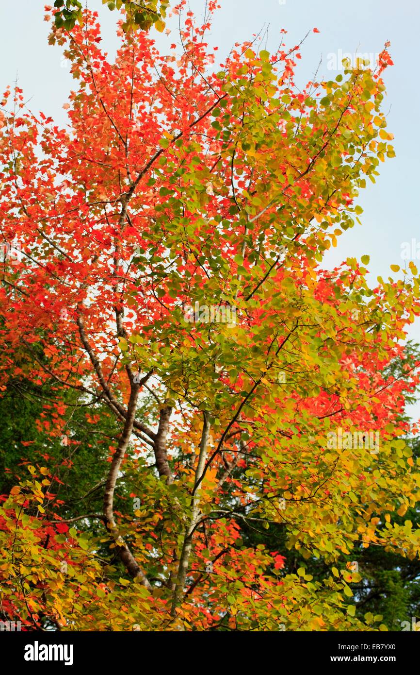 maple trees changing color in the autumn Stock Photo - Alamy