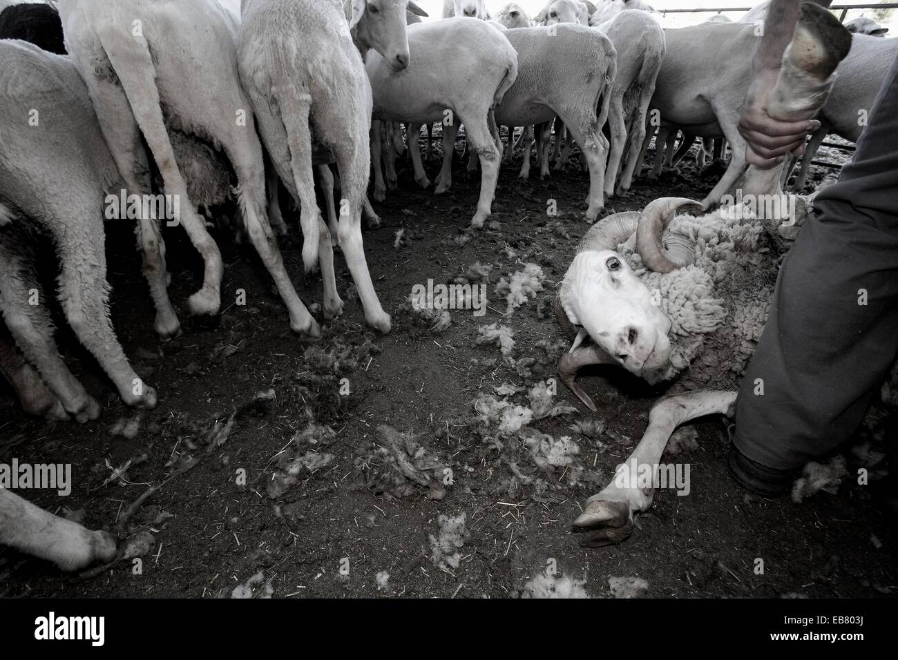 Sheep being sheared in shearing hi-res stock photography and images - Alamy