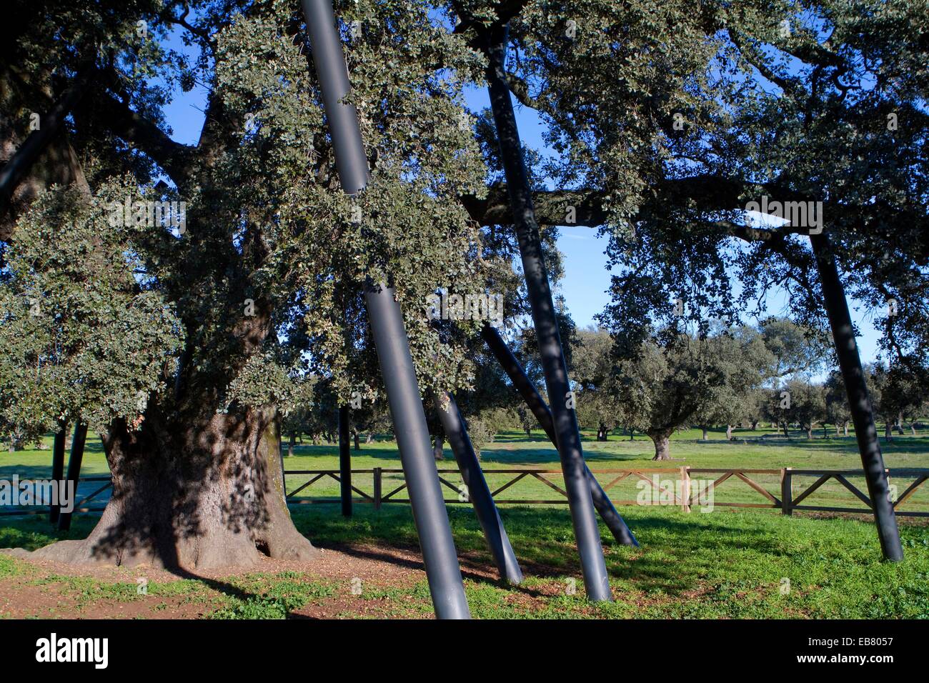 The tree called ´La Terrona´ is more than 800 years old Probably the ...