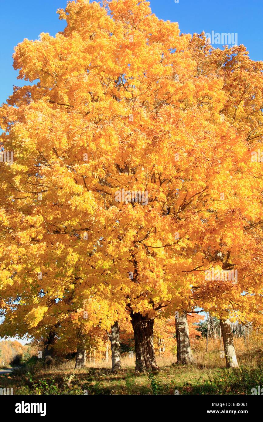 Georgia Northeastern High Resolution Stock Photography and Images - Alamy