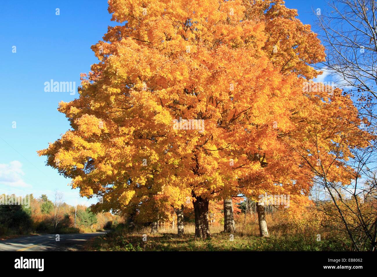 Best known species hi-res stock photography and images - Alamy