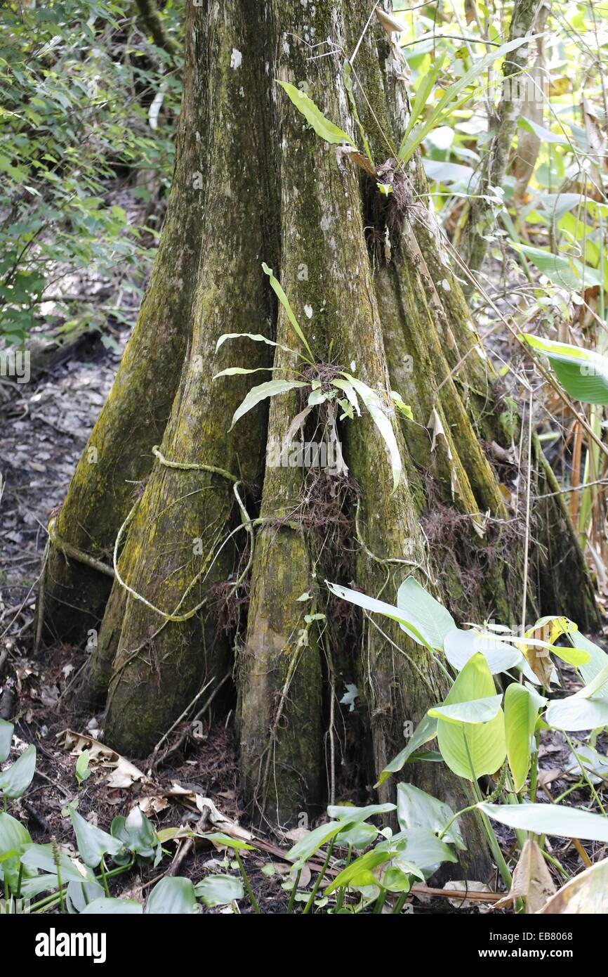 Tree with plant at base hi-res stock photography and images - Alamy