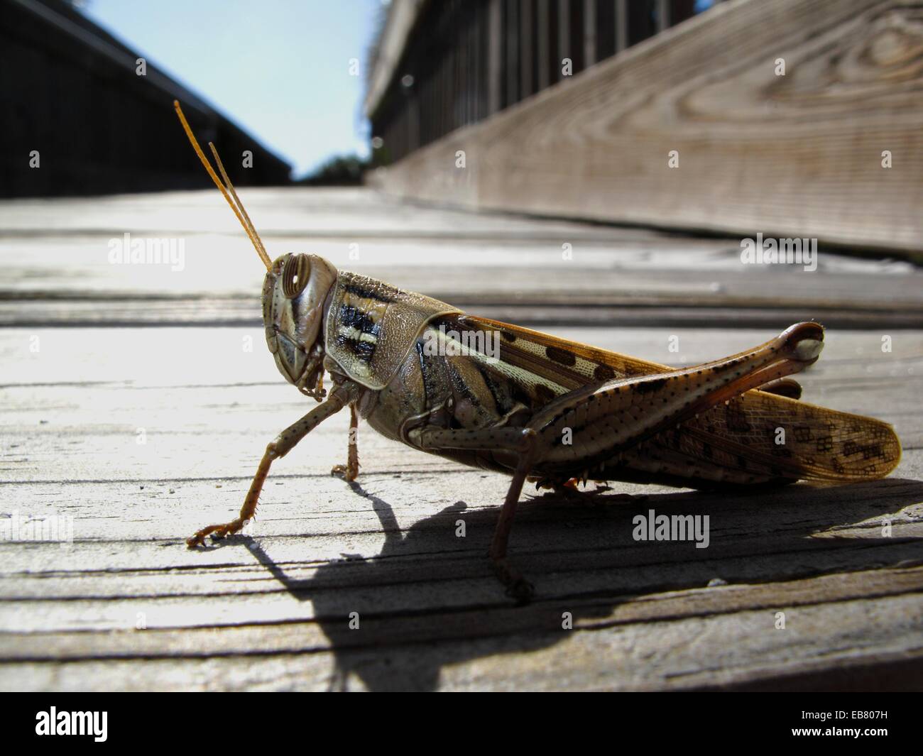 American grasshopper hi-res stock photography and images - Alamy