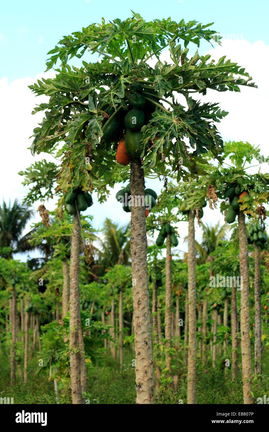 Papaya crop and trees in Homestead, Florida, USA Stock Photo - Alamy