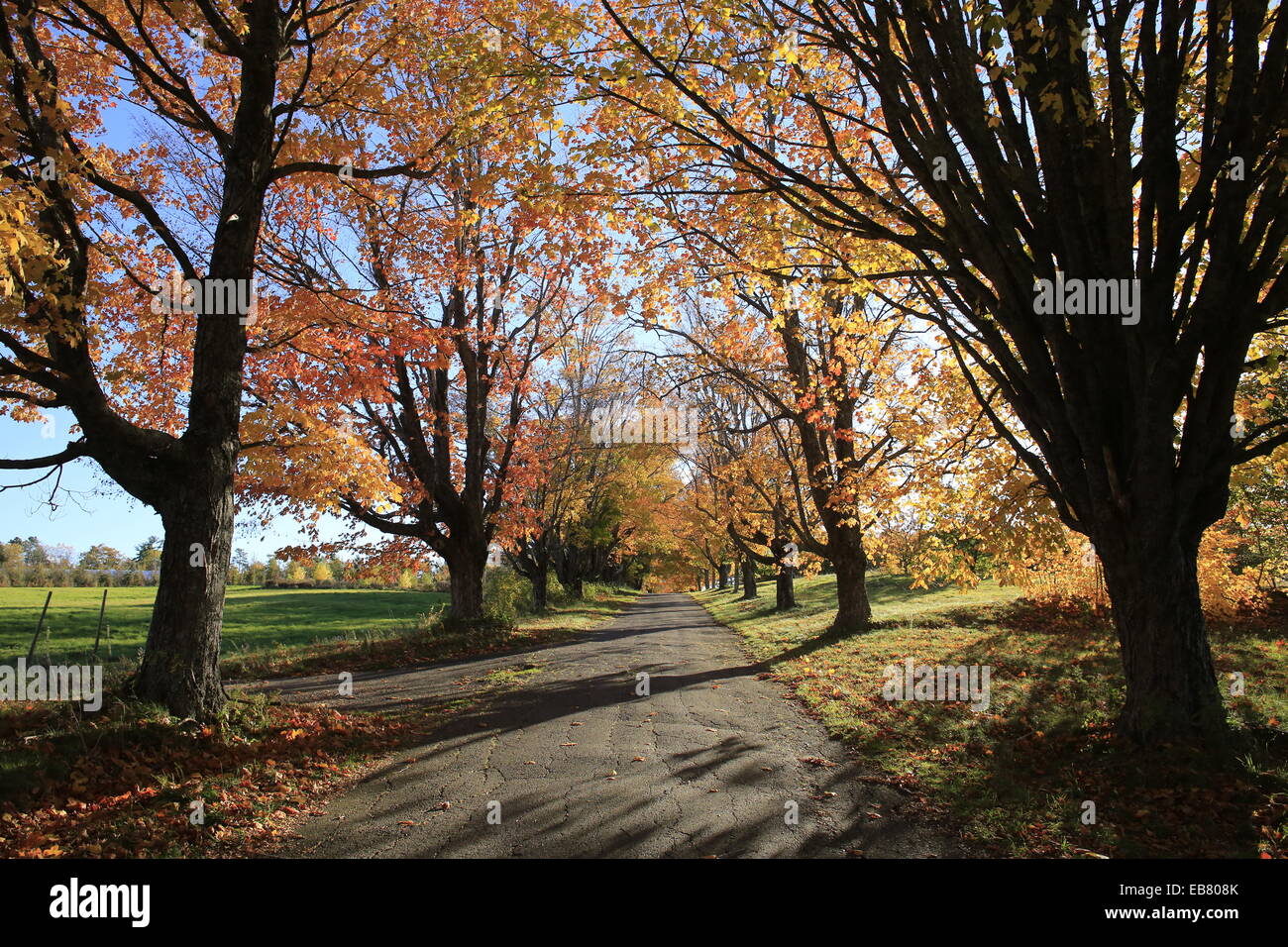 Treelined driveway hi-res stock photography and images - Alamy