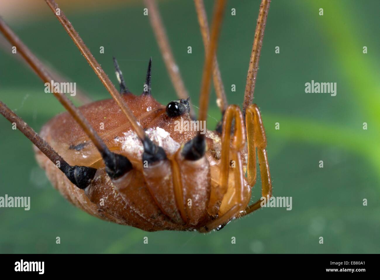 Long legged harvestman hi-res stock photography and images - Alamy
