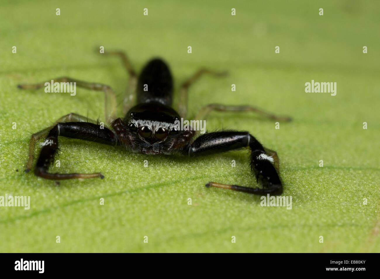 Jumping spider. Image taken at Kampung Skudup, Sarawak, Malaysia Stock ...