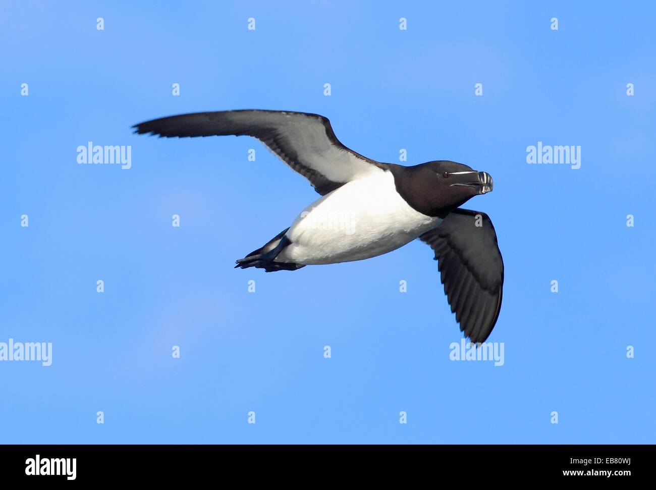 Flying razorbill Cut Out Stock Images & Pictures - Alamy