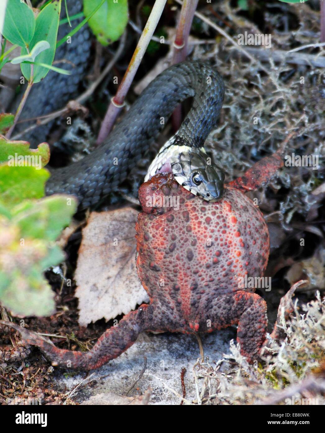 Toad grass snake hi-res stock photography and images - Alamy